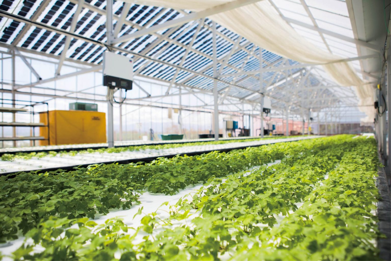 水田×ソーラーシェアリングを可能にした独自の技術とは？ | SSF - Solar Sharing for Farmers